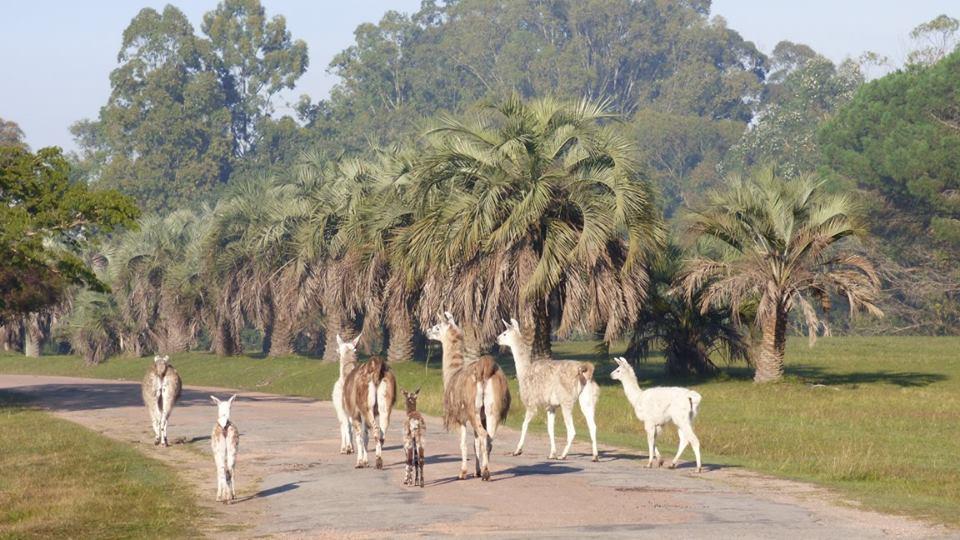 Parque Lecocq | Descubri Montevideo